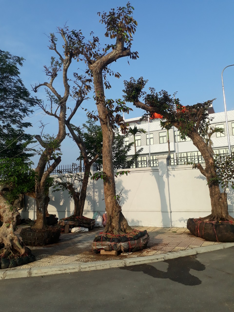 Cây bóng mát nghệ thuật - nhadepvuonxanh.vn