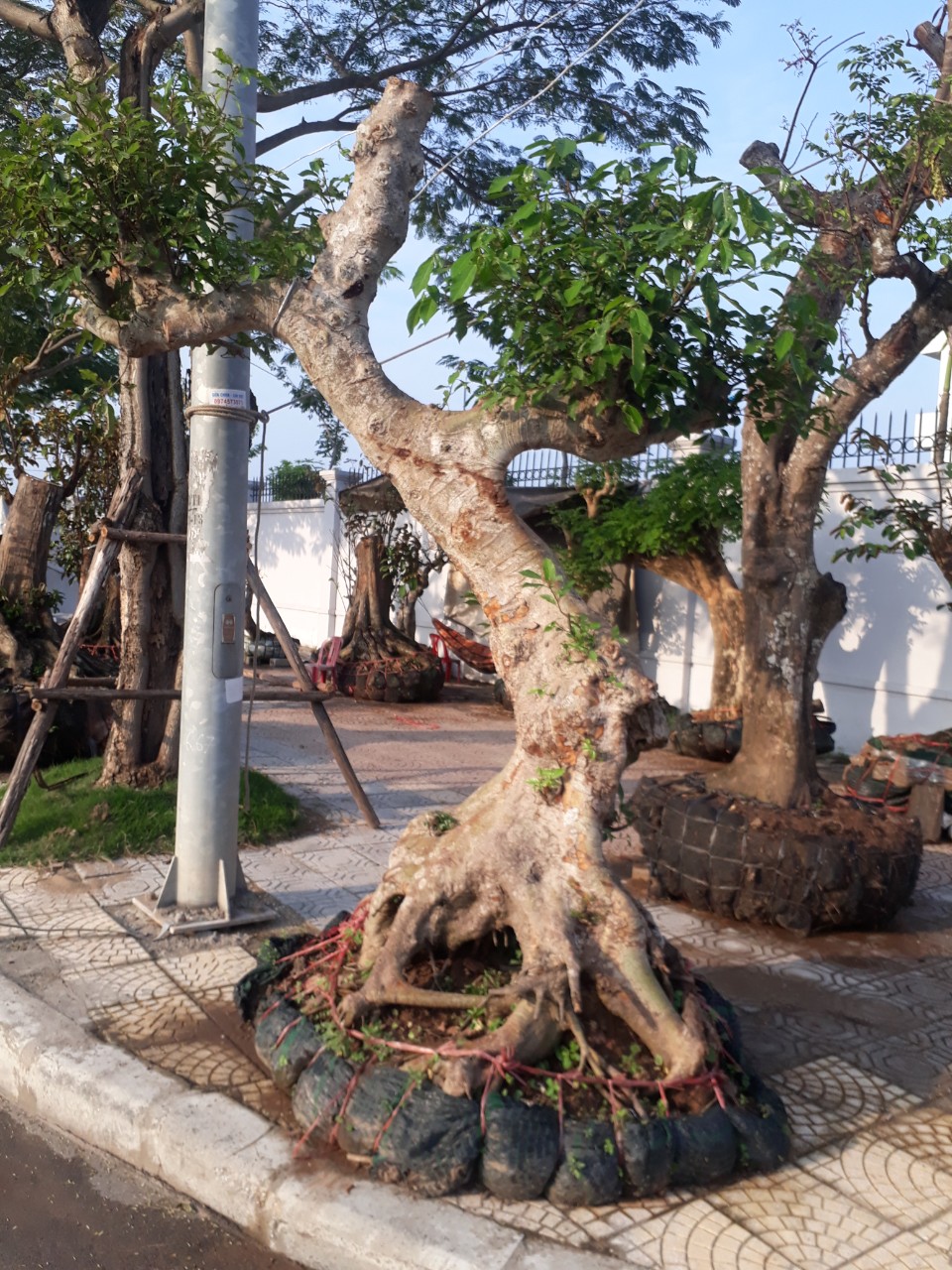 Cây bóng mát nghệ thuật - nhadepvuonxanh.vn