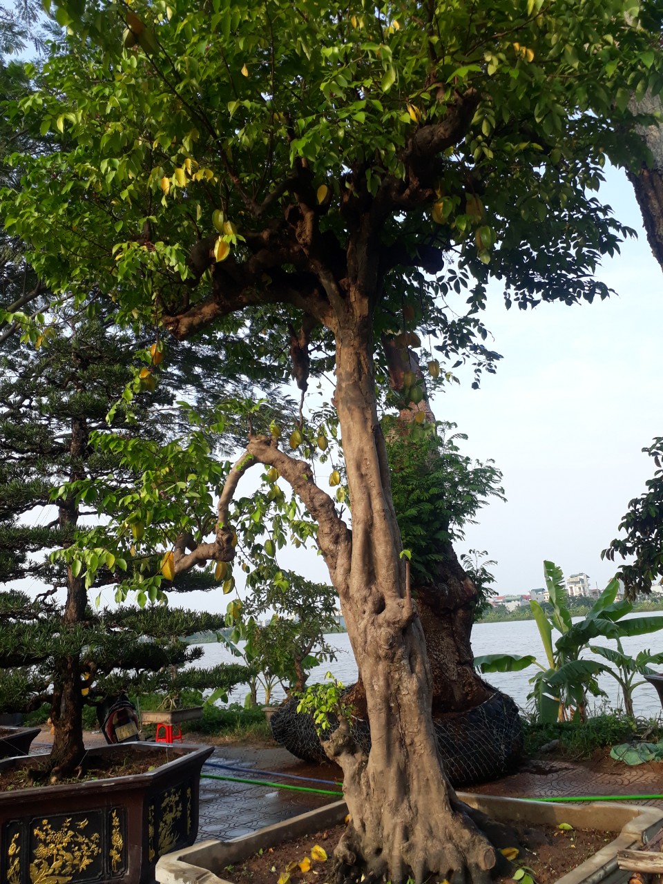 Cây bóng mát nghệ thuật - nhadepvuonxanh.vn
