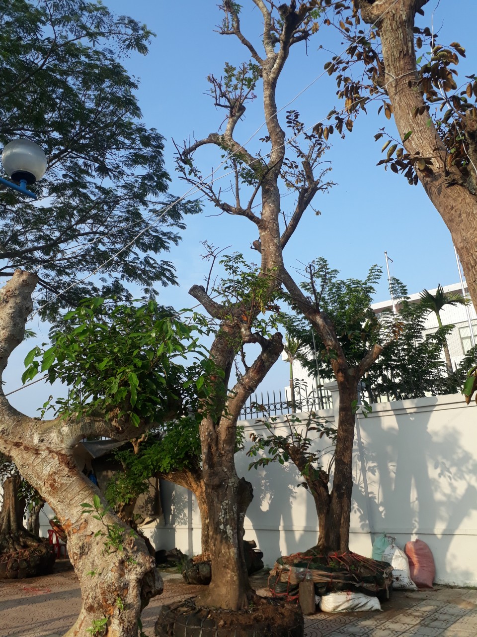 Cây bóng mát nghệ thuật - nhadepvuonxanh.vn