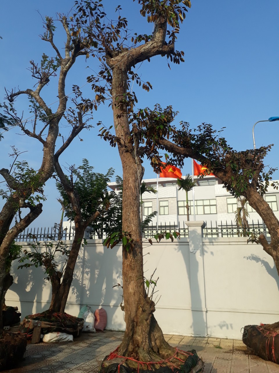 Cây bóng mát nghệ thuật - nhadepvuonxanh.vn